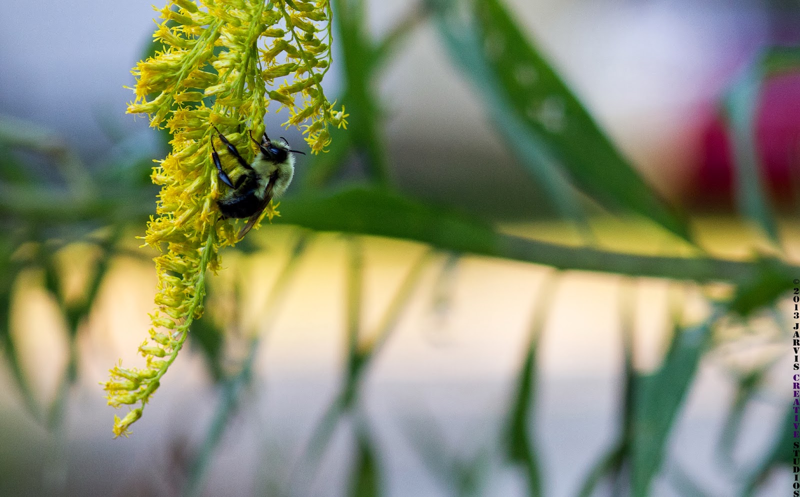 Jarvis Creative Studios: Second Spring in South Carolina