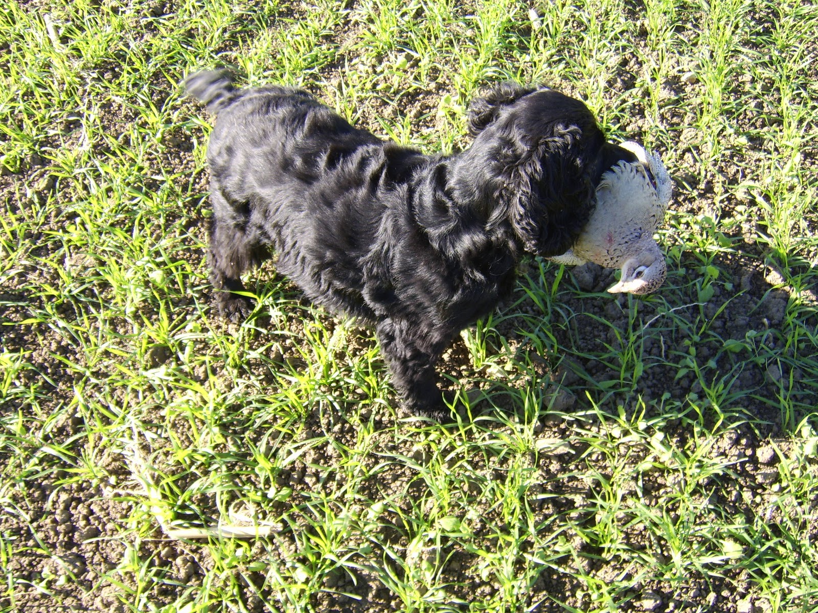 Cocker Spaniel - Hunting: Στο κυνήγι με τα Κόκερ Σπάνιελς (εικόνες ...