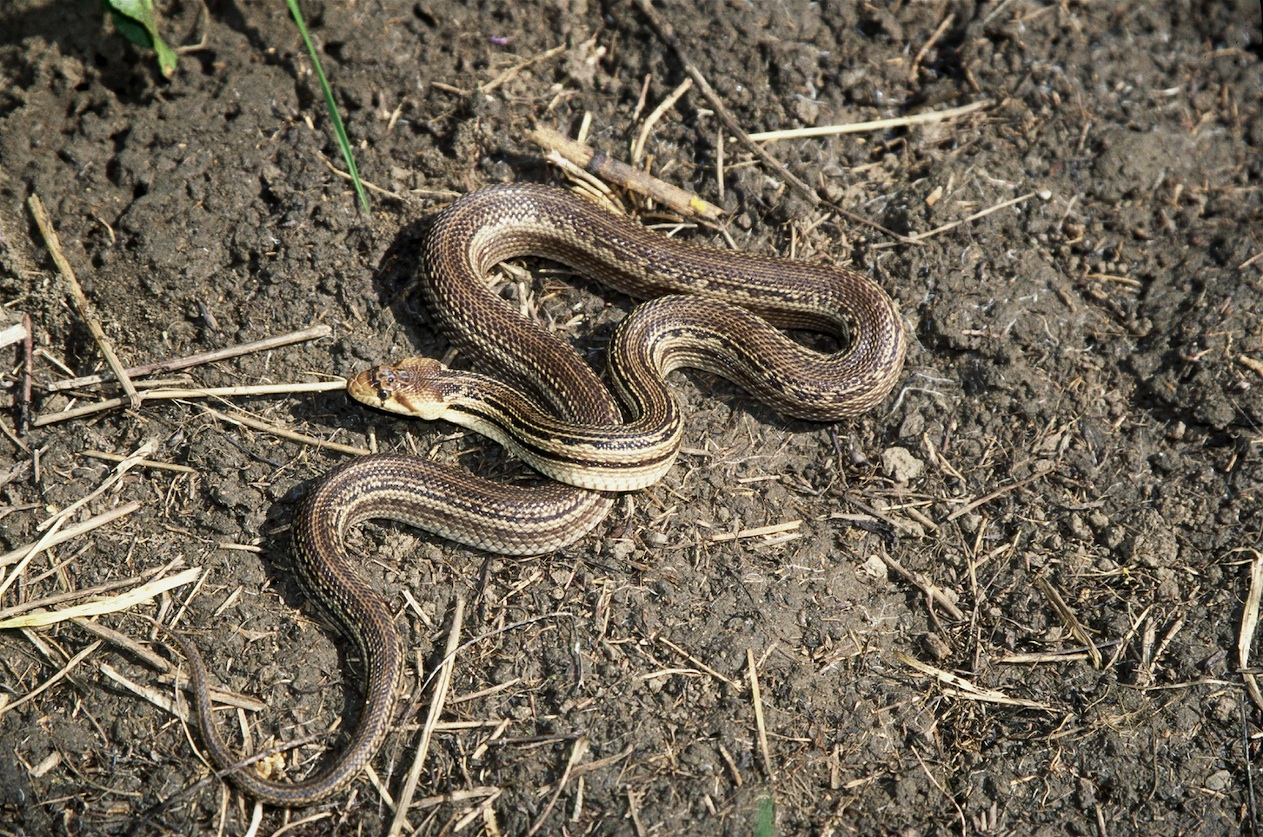 Hedgerow Farms: Snakes on a Farm!