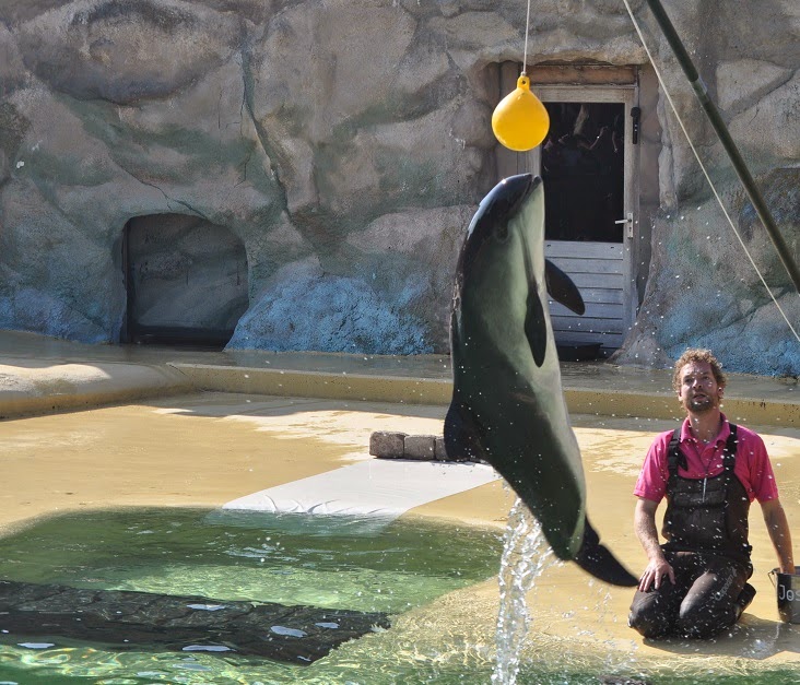 ZOOTOGRAFIANDO (6.096 ANIMALS): MARSOPA COMÚN / HARBOUR PORPOISE ...
