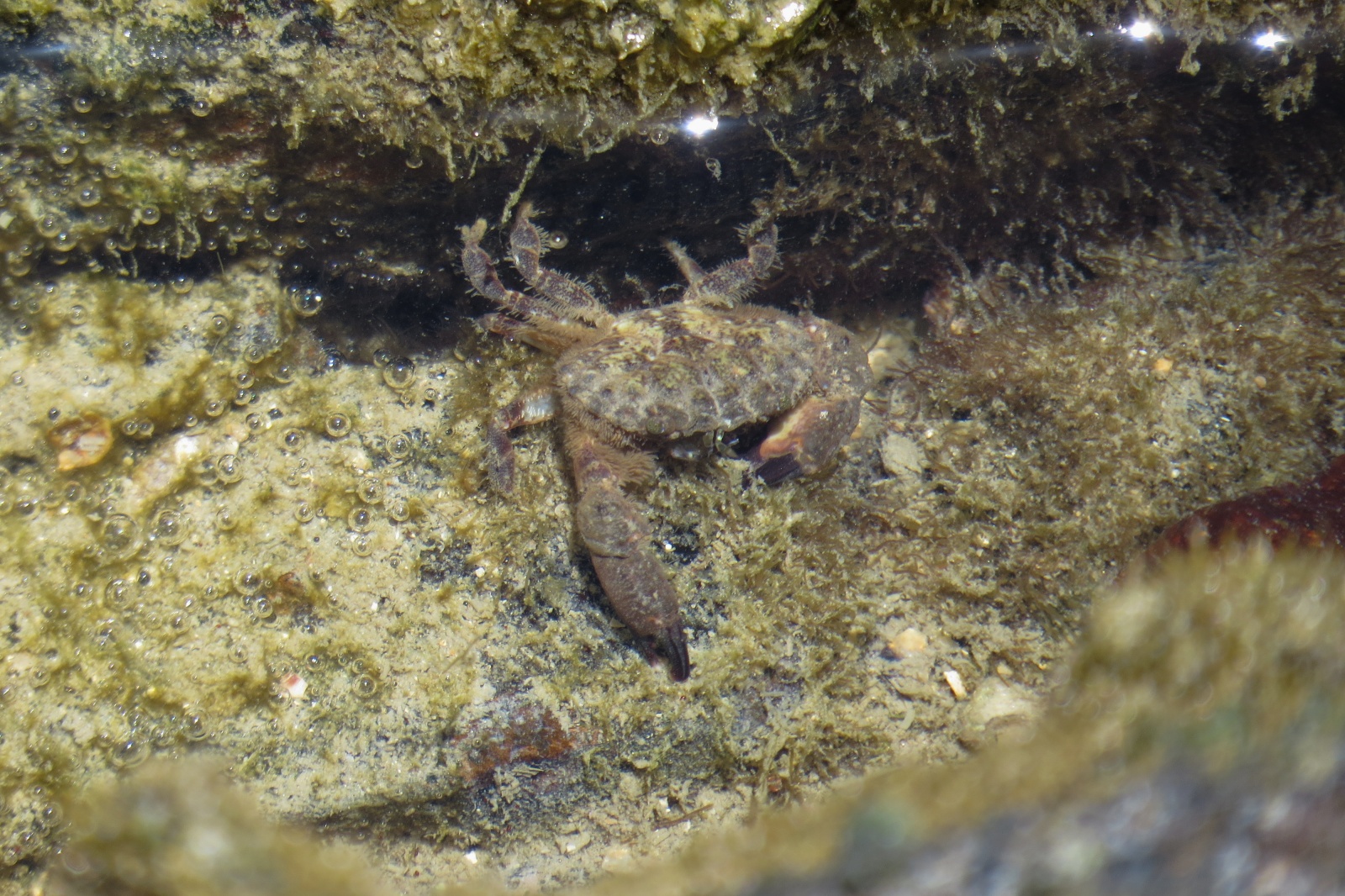 Queensland Coast: Volcanic Reefs of Mission Beach