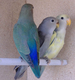 My Labò: ..gli Inseparabili..