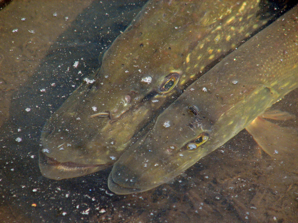 Species of UK: Week 18: Pike (Esox Lucius)