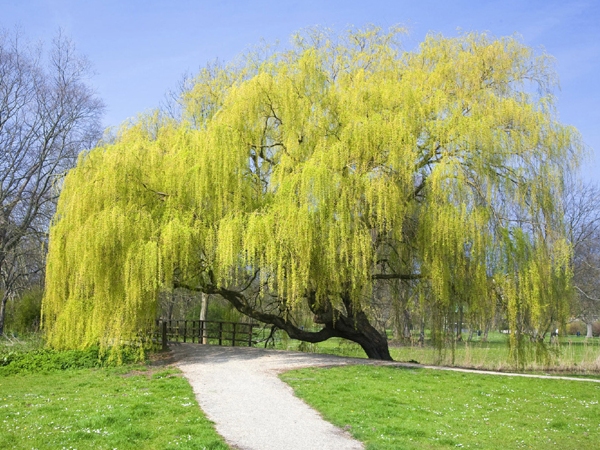 VIVERO HABITAT NATIVO: ARBOL SAUCE