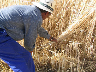 Avantales: La siega (1)