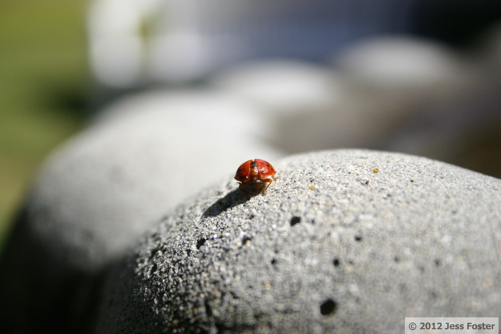 Sluggin' Along: Swimming Ladybug - Hemolymph Hypothesis