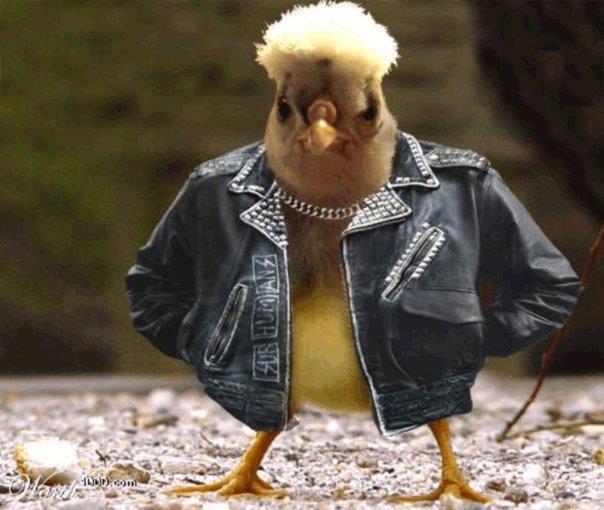 A Bird With SWAG! Photo of The Day ~ Charlez Blog