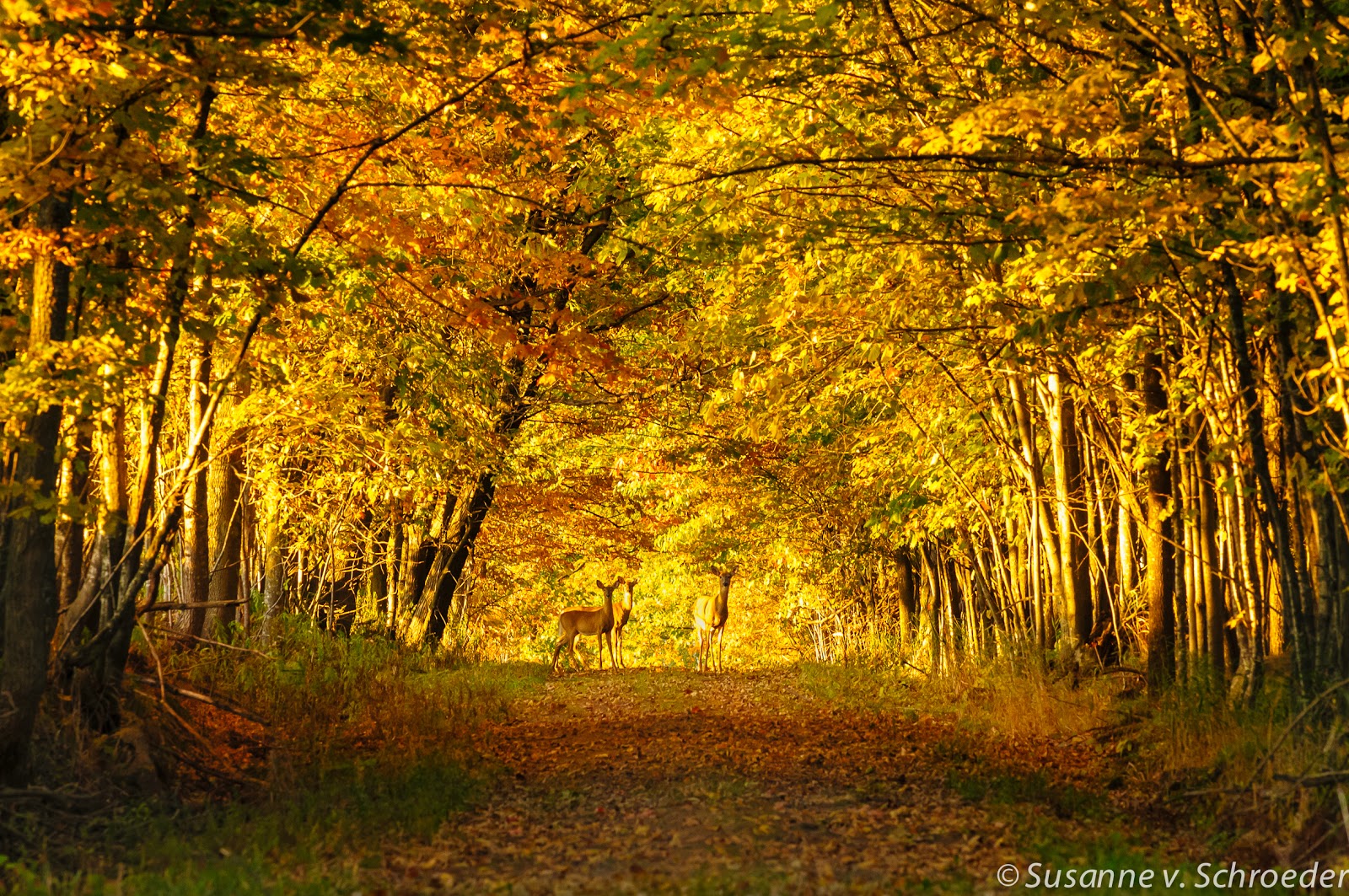 Soul Centered Photography Magic In The Woods