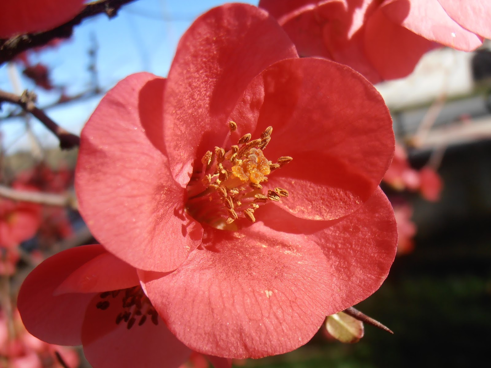 MEMBRILLERO JAPONÉS: Chaenomeles japonica | Plantas rioMoros