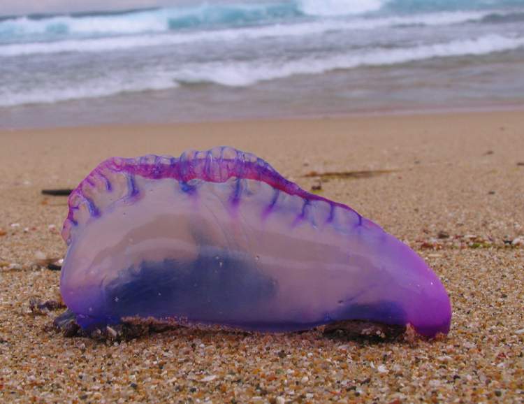 Carabela portuguesa o fragata portuguesa o falsa medusa (Physalia physalis)