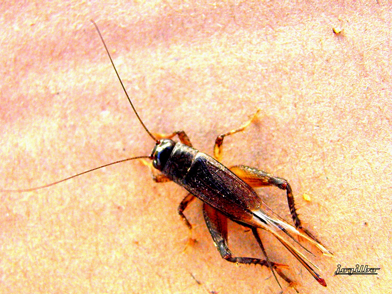 benquerer: Grilo-doméstico (Acheta domesticus)