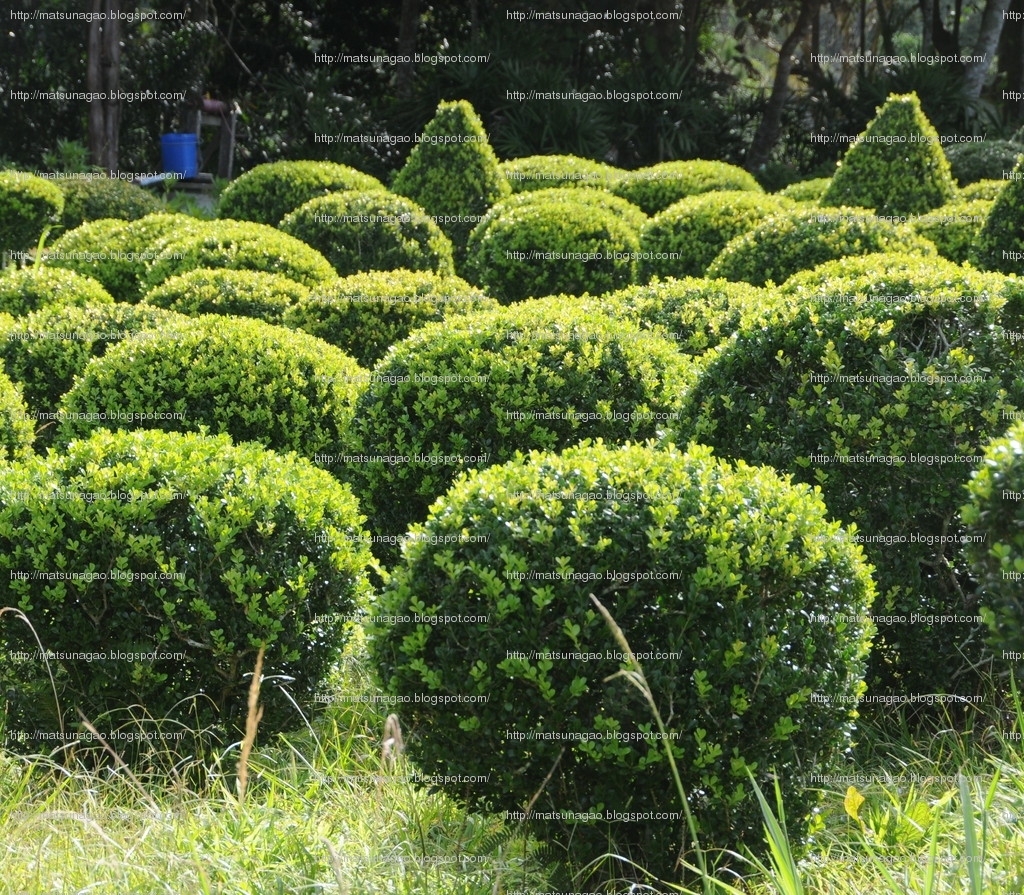Matsu Nagao: BUXINHO: topiaria e cuidados