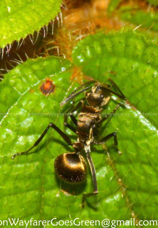 The Hill Of The Golden Ants ~ Merlion Wayfarer Goes Green