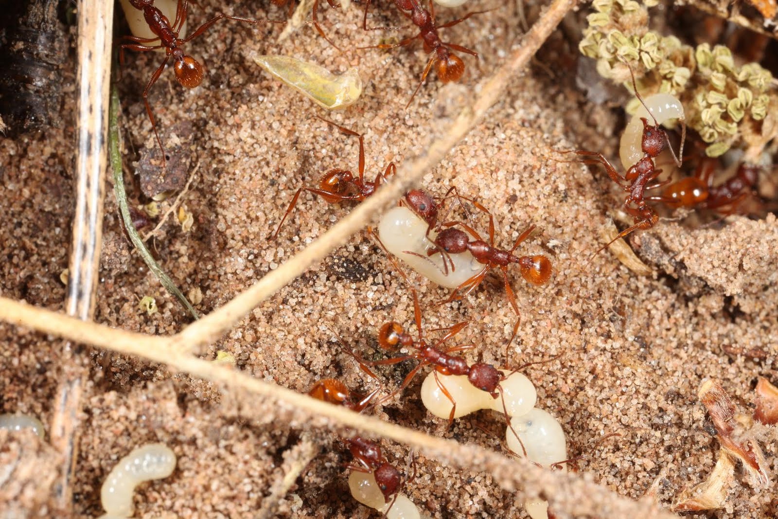 JaredDavidsonPhotography: Macro pictures of Red Harvester Ants ...
