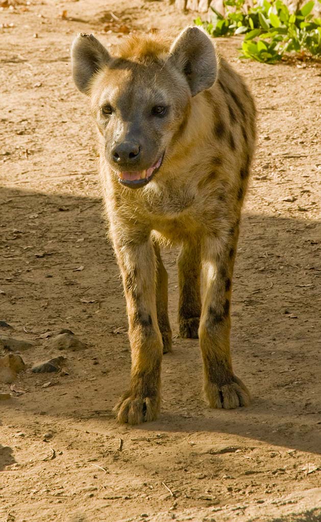 Soffia il vento dell'est: L'alito della iena.