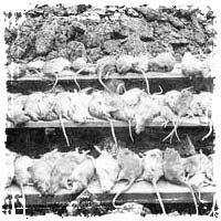 yo y mis circunstancias: llega la peste a california y mèxico