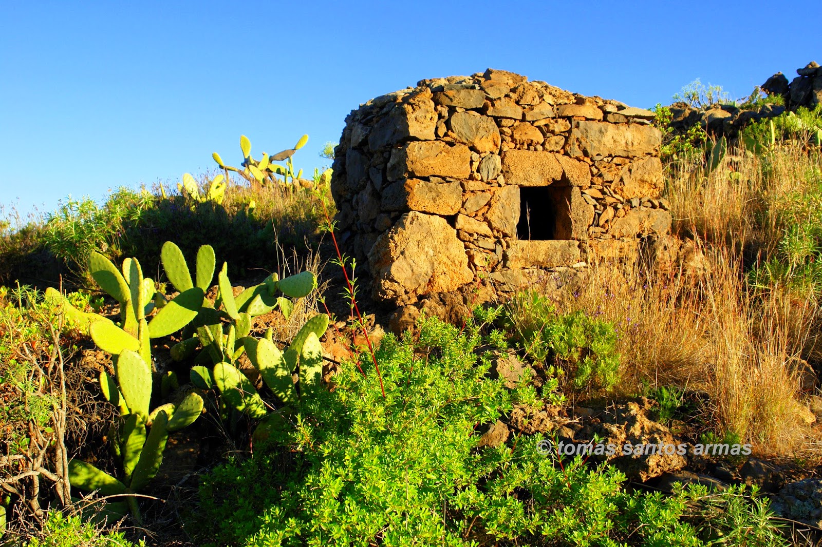 Tenerife senderos......: TENERIFE SENDEROS : EL JARAL -EL CHORO ...