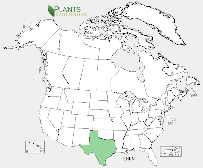 Food Forest Retreat: More Yummy Berries to Forage in Austin