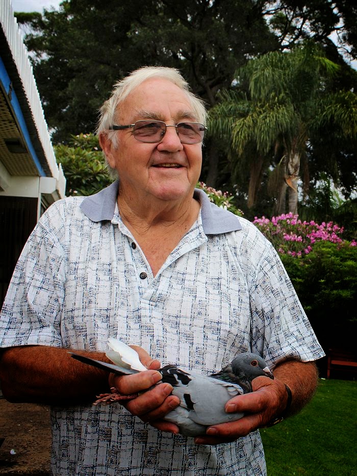 nieripigeons2-racing pigeons: AUSTRALIA-Graham Davison en El Salón de ...