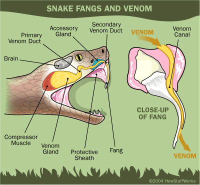 Animals & Pets: Types of Poisonous Snakes