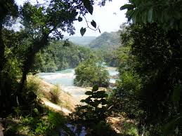 Ecosistema de México: Selvas Humedas