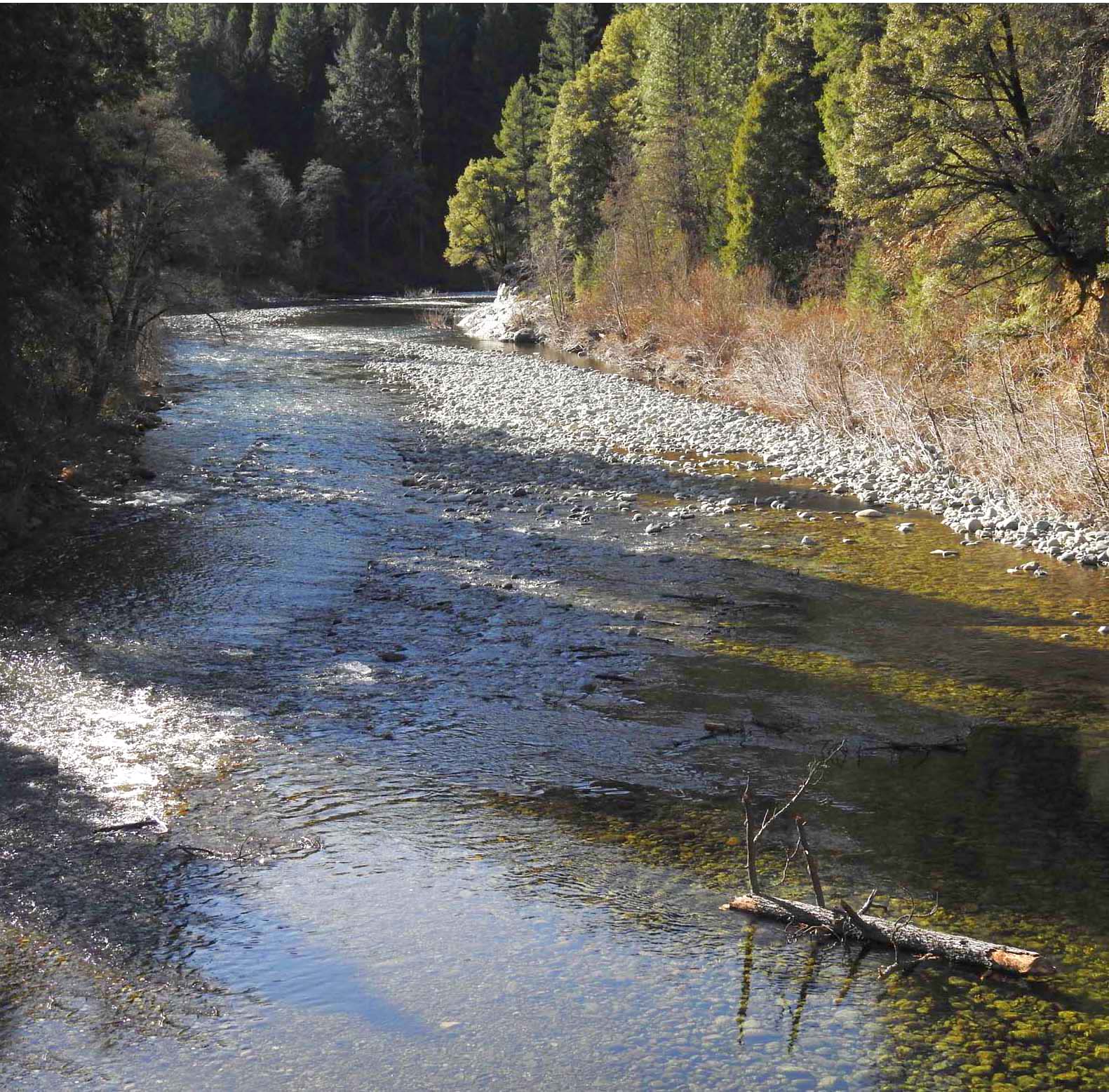 North Yuba Naturalist: Surprising Beauty!