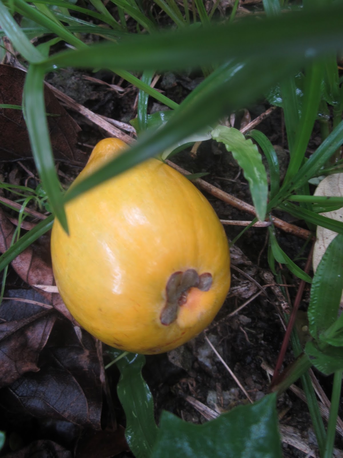 Medicinal Plants: Canistel or Chesa Fruit