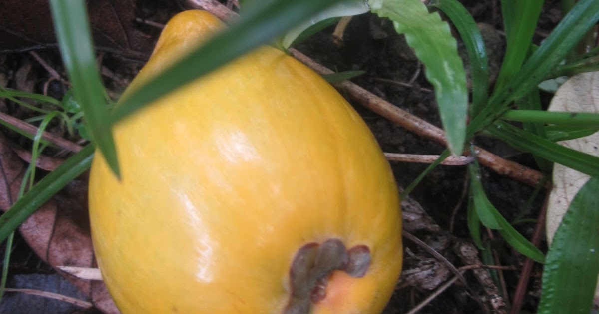 Medicinal Plants: Canistel or Chesa Fruit