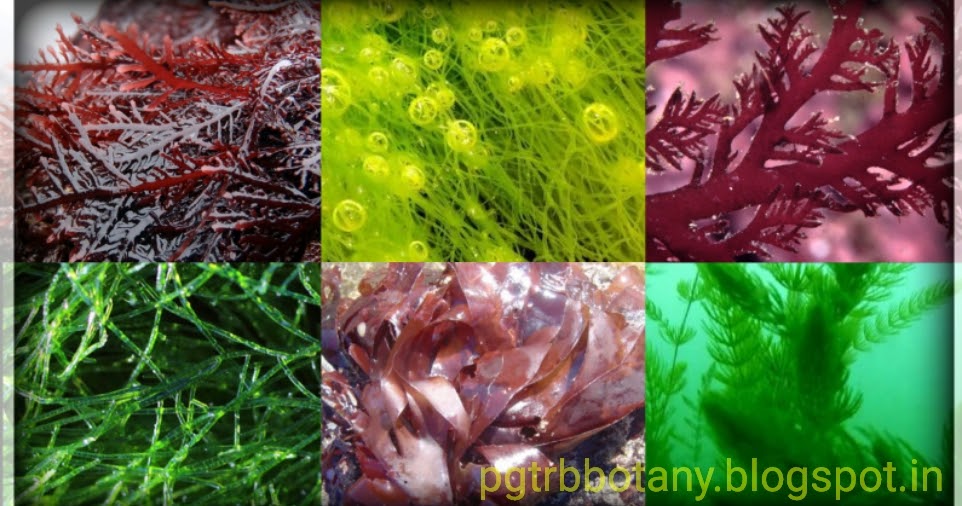Botany Algae