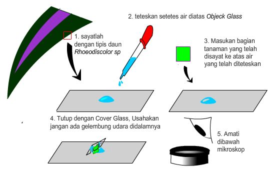 Pengertian Preparat | BIOLOGY SMART