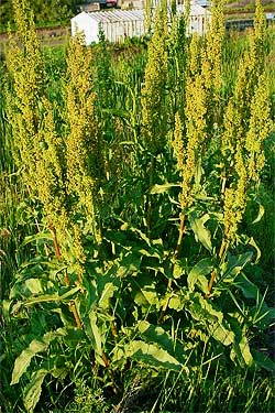 The Herb Hound: YELLOW DOCK