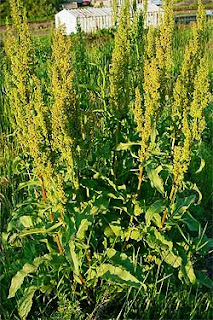 The Herb Hound: YELLOW DOCK