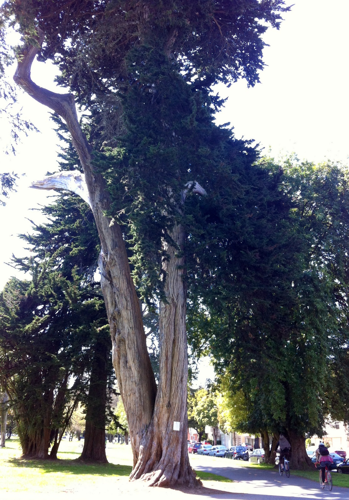 Panhandle Park Stewards: Tree Removals Posted (post updated 4/11/12)