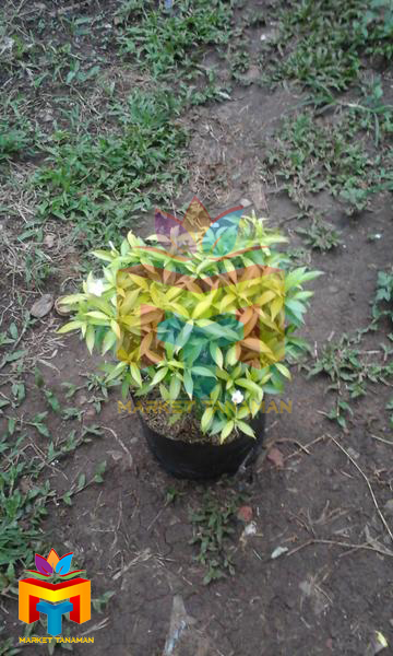 JUAL POHON REMBOSA MINI DAN REMBOSA GOLDEN | JUAL TANAMAN HIAS | MARKET ...