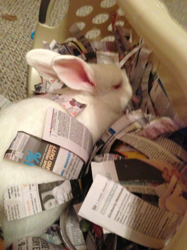 The Random Musings of a Busy Bunny Mom: The Toy Box