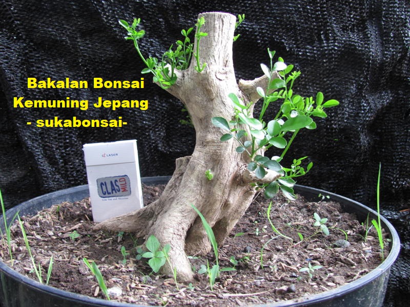 Bakalan Bonsai Kemuning Jepang - Suka Bonsai