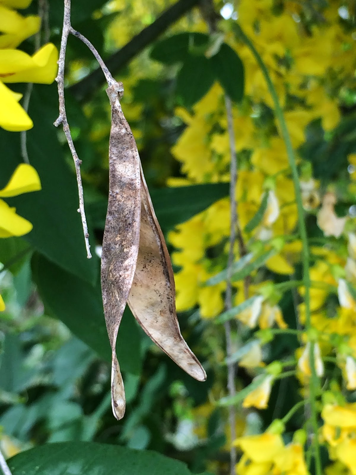 Trees of Santa Cruz County: Laburnum x watereri - Golden Chain Tree