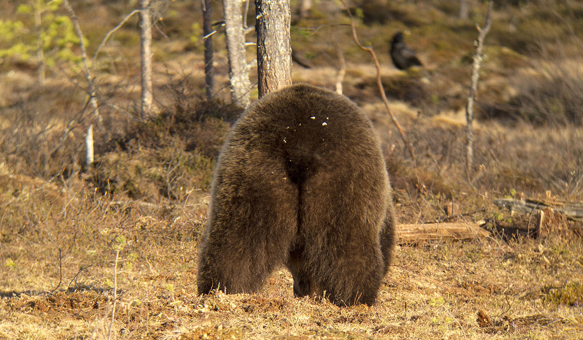 Weedon's World of Nature: Bear Bum (& other digiscoped bears)