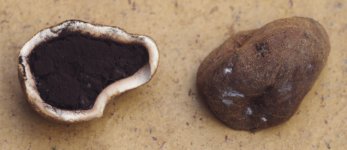 Wildeep's Illuminations: False Truffle