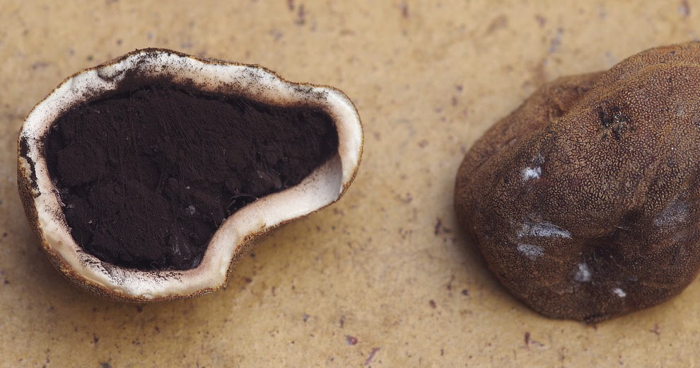 Wildeep's Illuminations: False Truffle