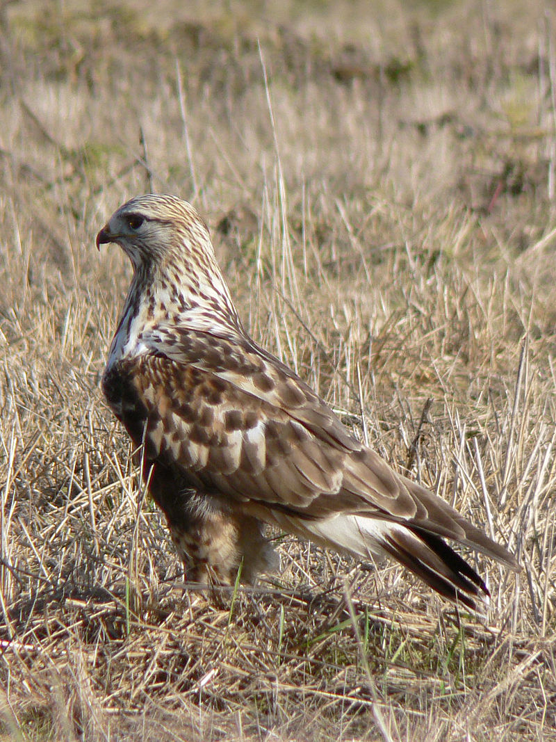 Gumbo Lily: Rough-legged Hawks...