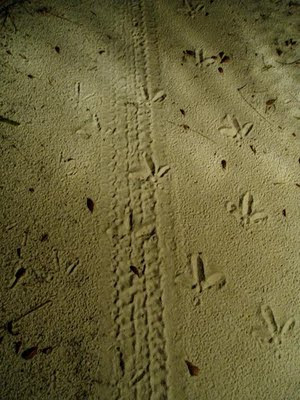 trophy-hunting: Florida Spring Gobbler Season Report - #6 -Fourth Weekend!