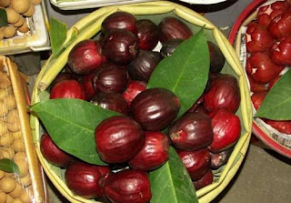 JAMBU BOL ( Syzygium malaccense L. ) - Ensiklopedia Tumbuhan
