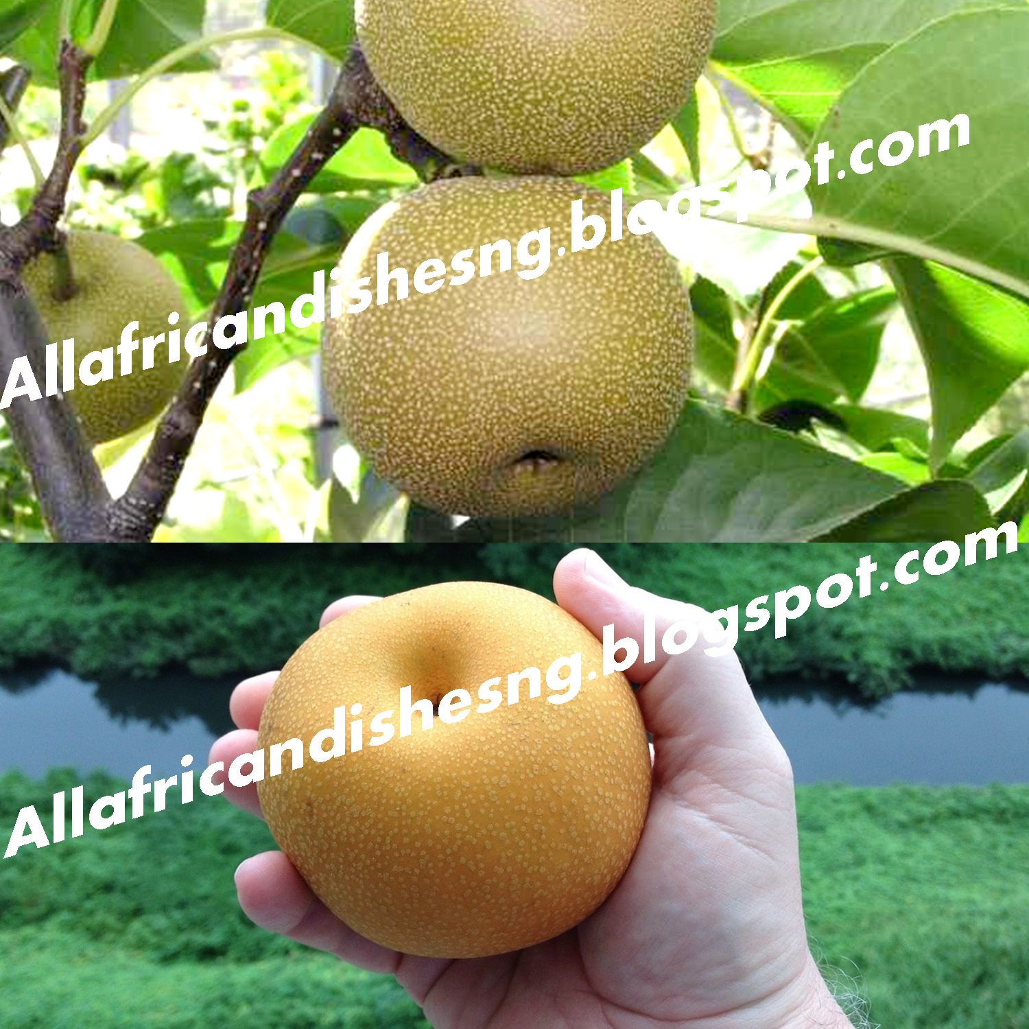 ALL AFRICAN DISHES: FRUIT CARE (NASHI PEAR)