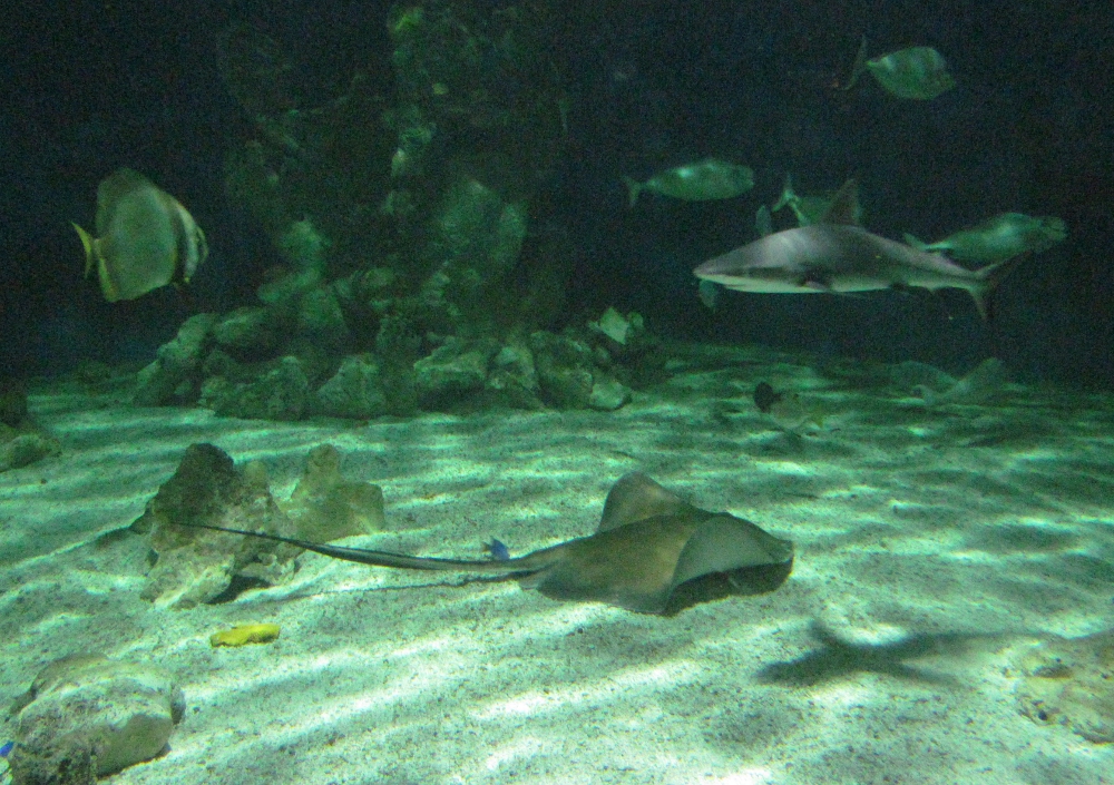 Behind the Glass: Touch Pool Transformation