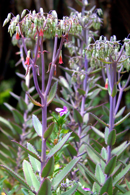 Something About Everything: Kenya : Plants