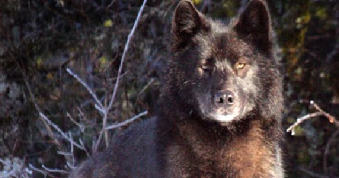 White Wolf : Romeo - The Story of an Alaskan Wolf - written by John Hyde