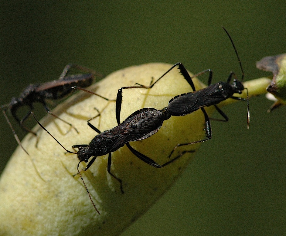 Field Biology in Southeastern Ohio: Another Insect Walk