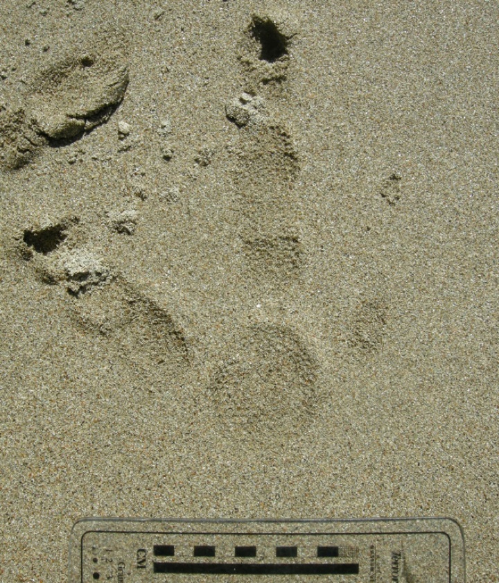 The Great Cretaceous Walk: Cruising the Cretaceous of Queensland ...