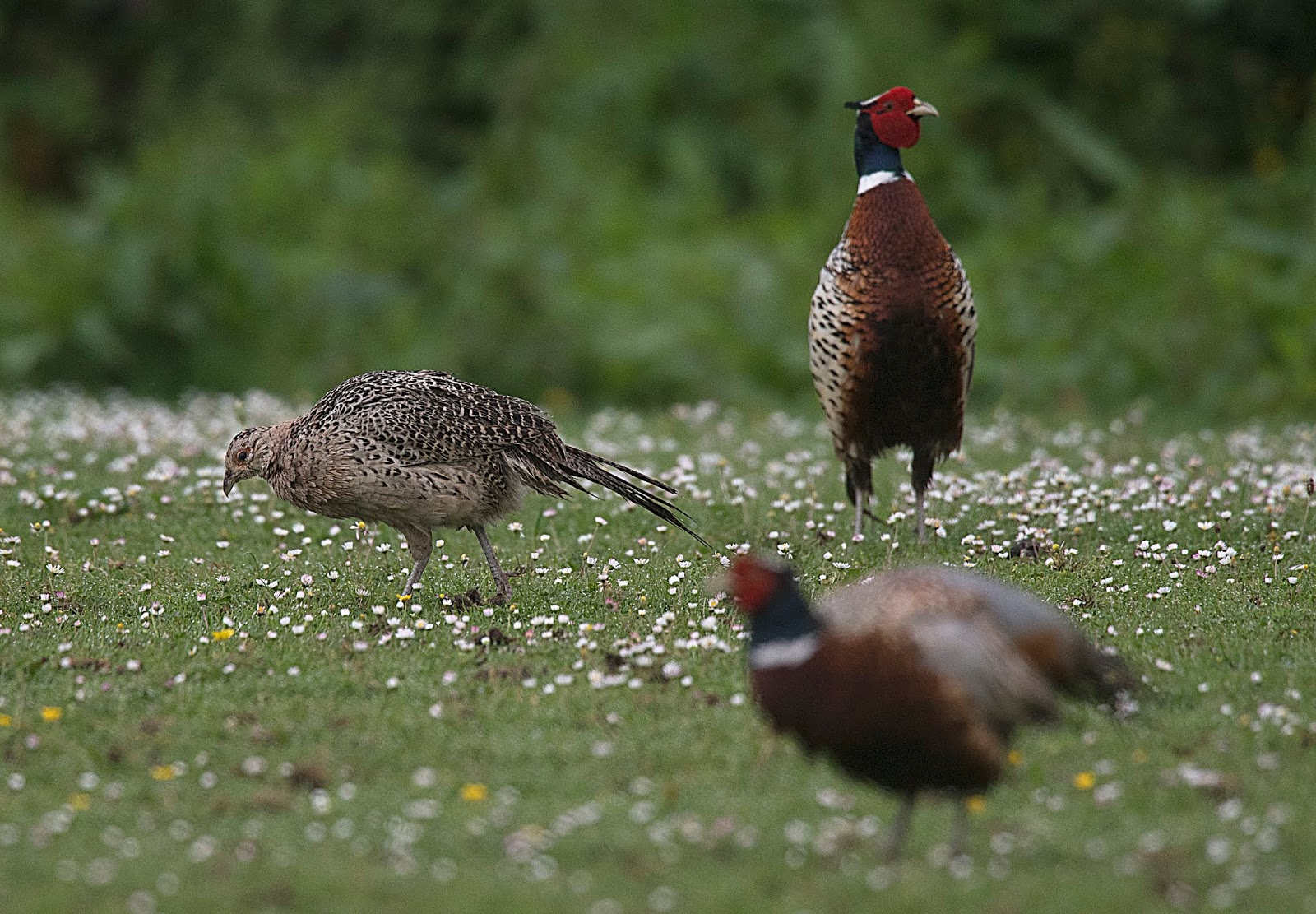 Alan James Photography : Mating Pheasant